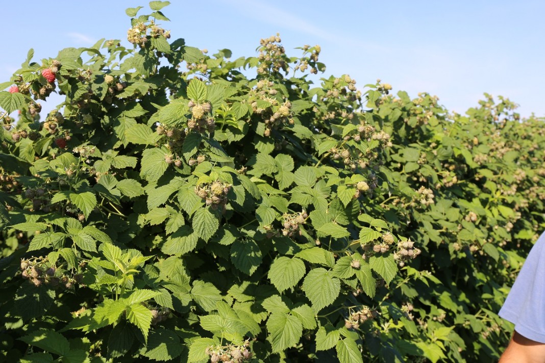 Uprawa malin: pielęgnacja, ochrona, nawożenie - Jagodnik