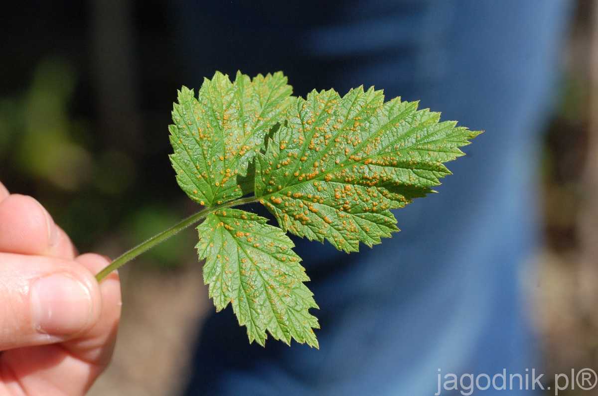 Technologia ochrony malin przed chorobami - MF 2018 - aktualności ...