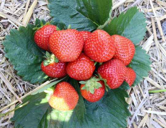 ‘Malling™ Centenary’ coraz bardziej popularną i uznaną odmianą ...