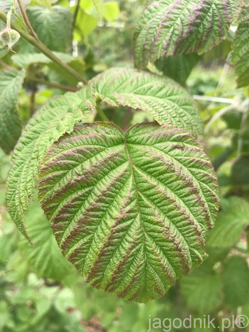 Zła kondycja roślin na plantacjach malin - aktualności - Jagodnik