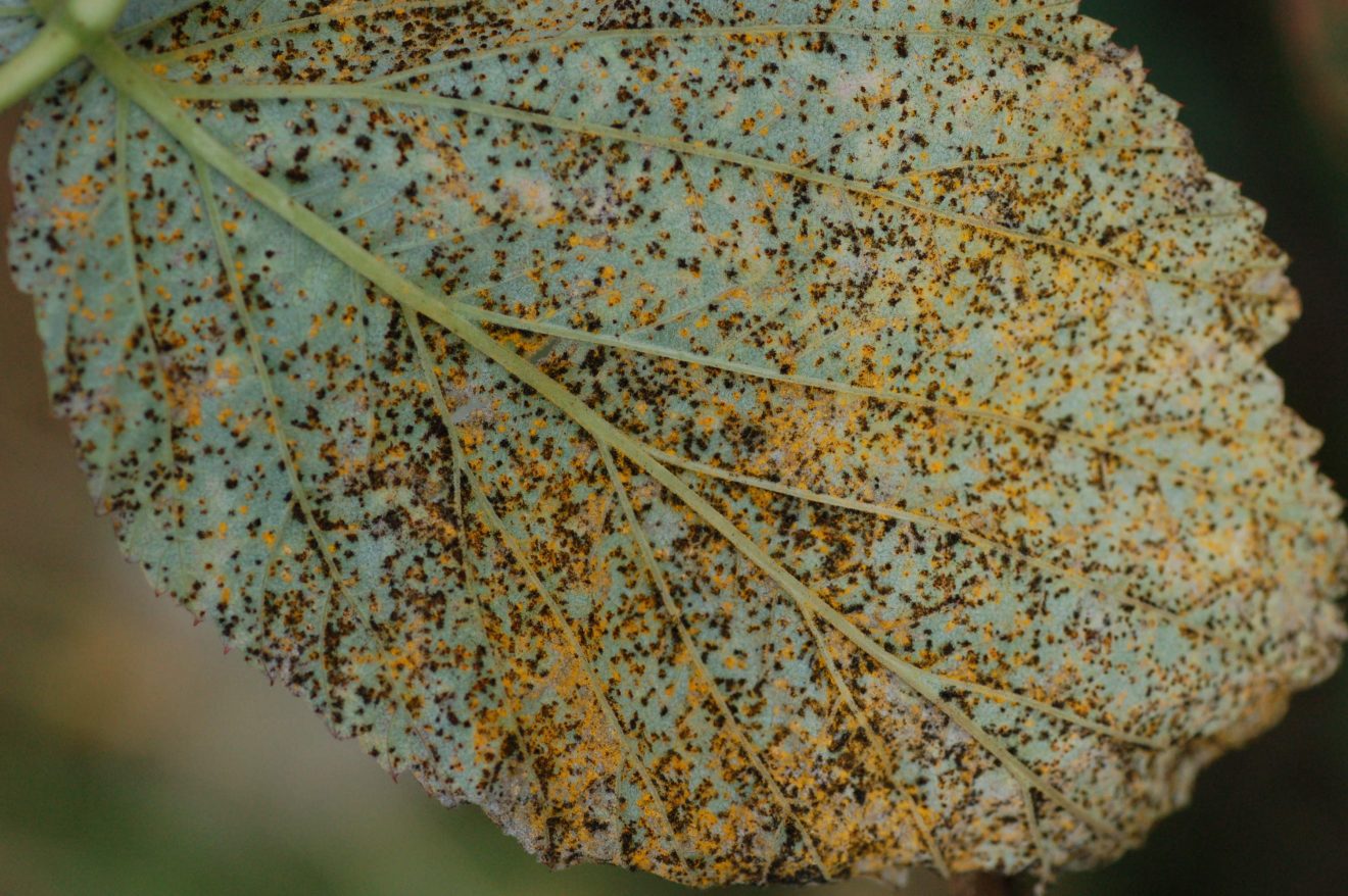 Ważne zabiegi fungicydowe na plantacjach malin - Malina - Jagodnik