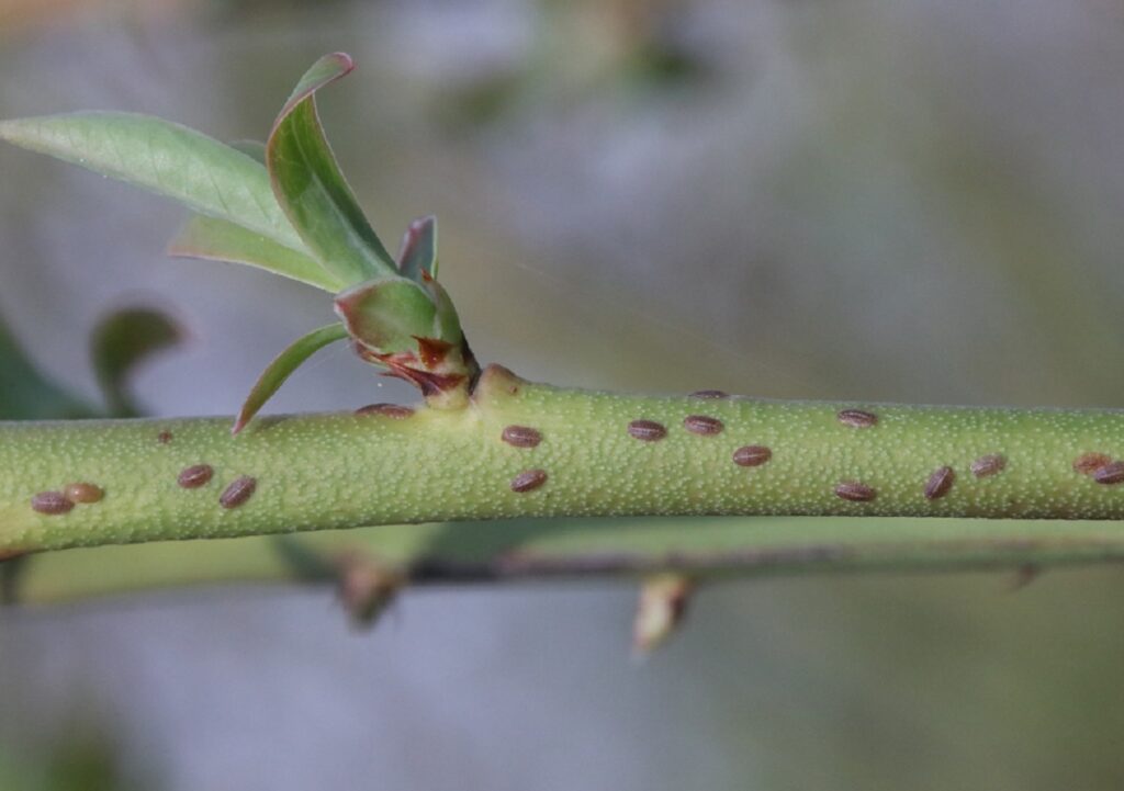 Miseczniki i tarczniki w uprawach sadowniczych - Borówka wysoka - Jagodnik