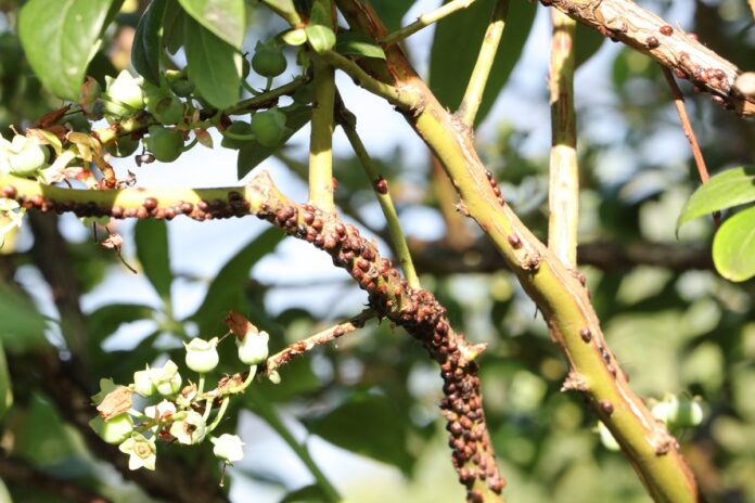 Miseczniki i tarczniki w uprawach sadowniczych - Borówka wysoka - Jagodnik