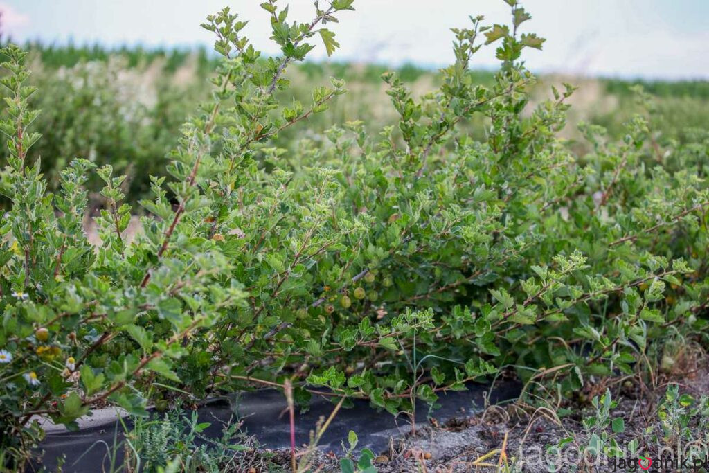 Uprawa agrestu – jej wielkość i zlokalizowanie - Innowacyjne uprawy ...