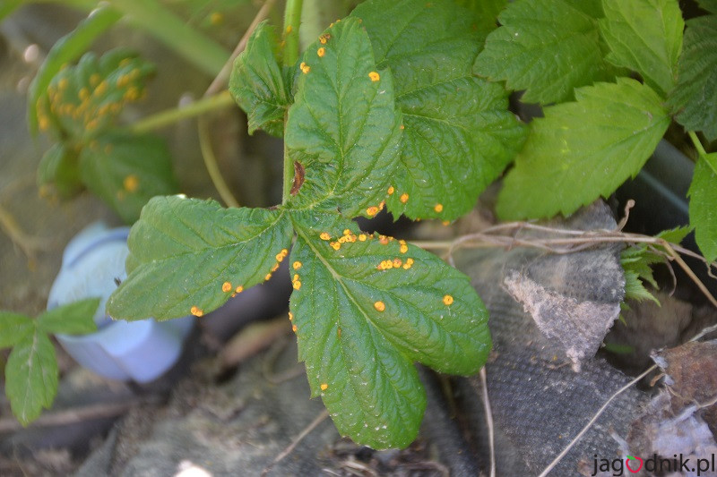 Malina letnia i jesienna - uprawy polowe. Monitoring - choroby i ...