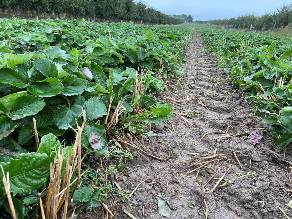 Reklemel™ active do ochrony upraw przed nicieniami - Jagodnik